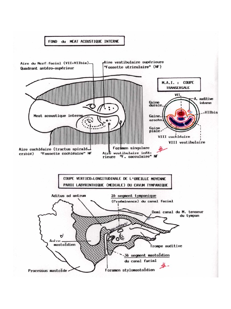 Meat Acoustique | PDF