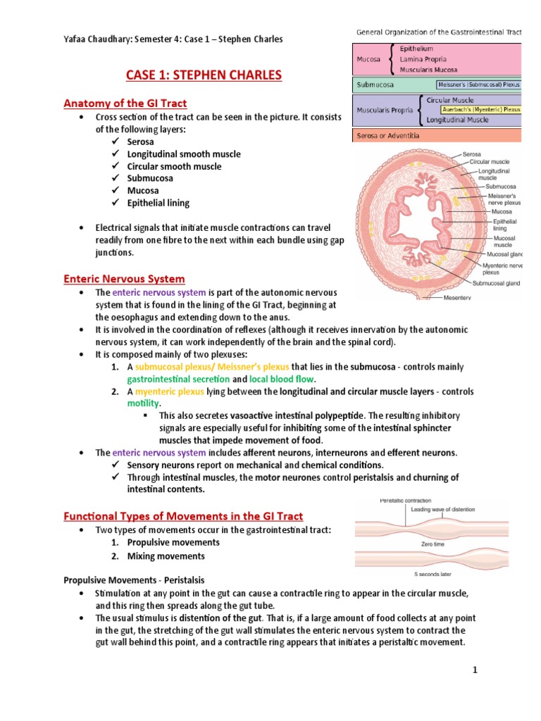 Medical School Notes On Swallowing Issues | PDF | Esophagus ...