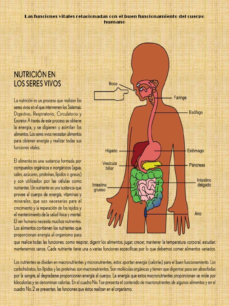 Funciones Vitales Del Cuerpo Humano Pdf