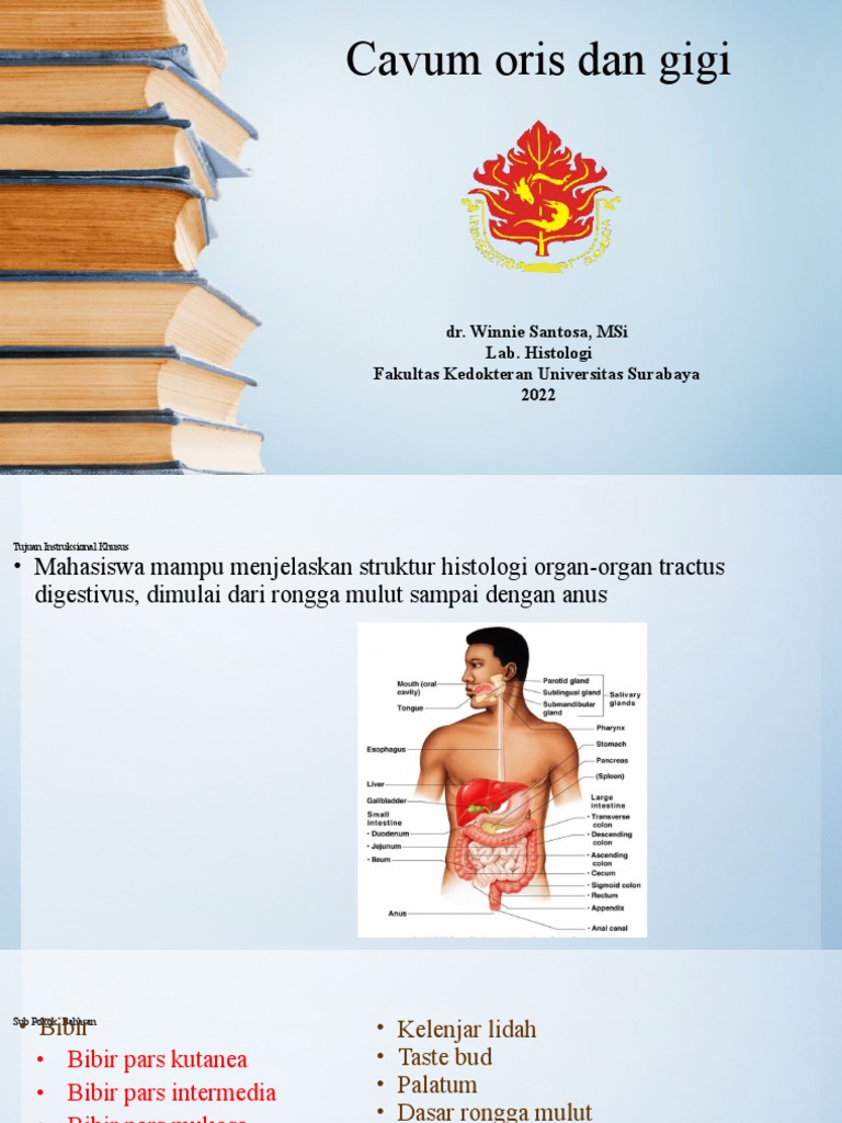 Histologi Cavum Oris Dan Gigi | PDF