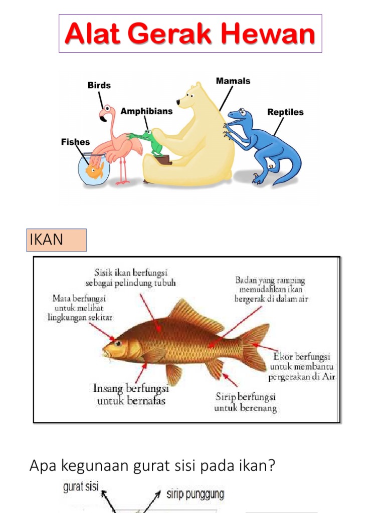 Alat Gerak Hewan | PDF