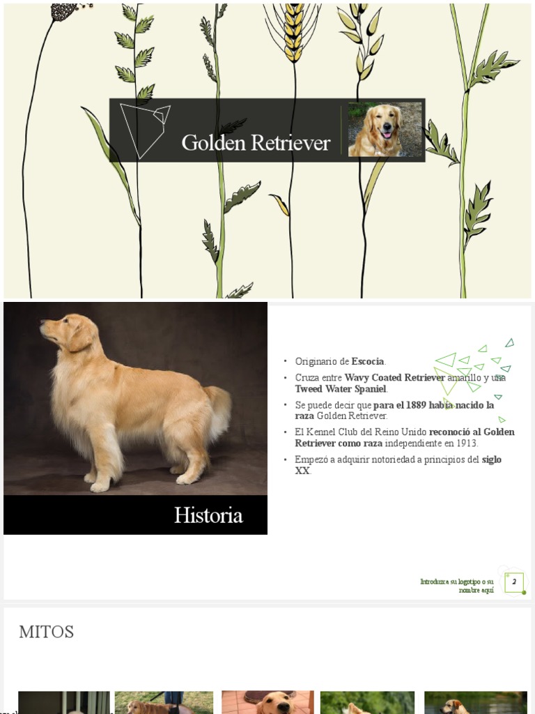 Golden Retriever | PDF | Golden Retriever | Perros como mascotas