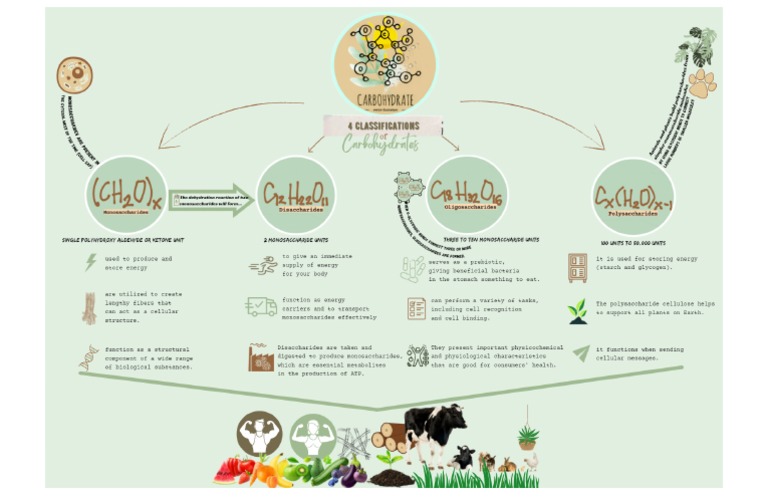 Carbohydrates Concept Map | PDF