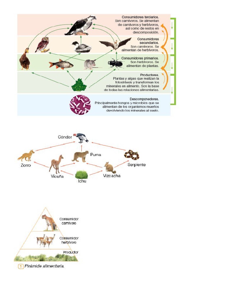 Relaciones, Redes y Piràmide Alimenticias | PDF