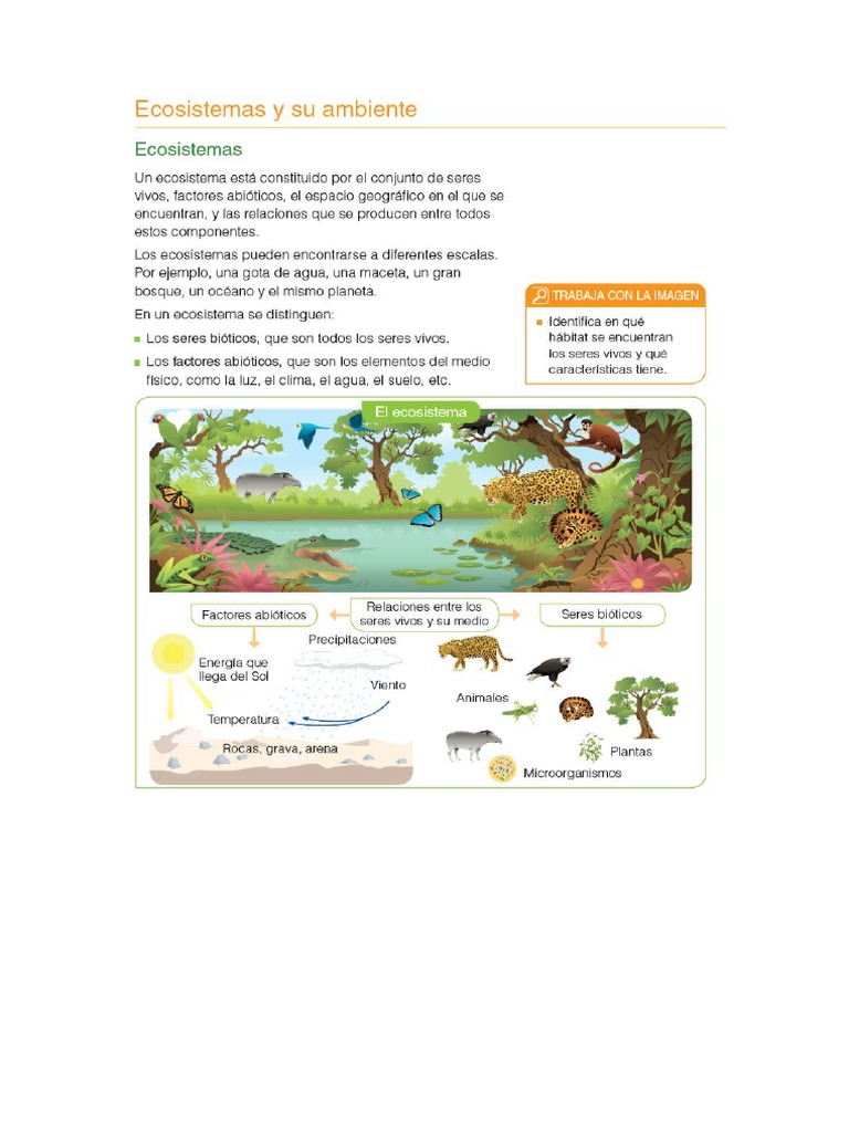 Ecosistema Clase | PDF