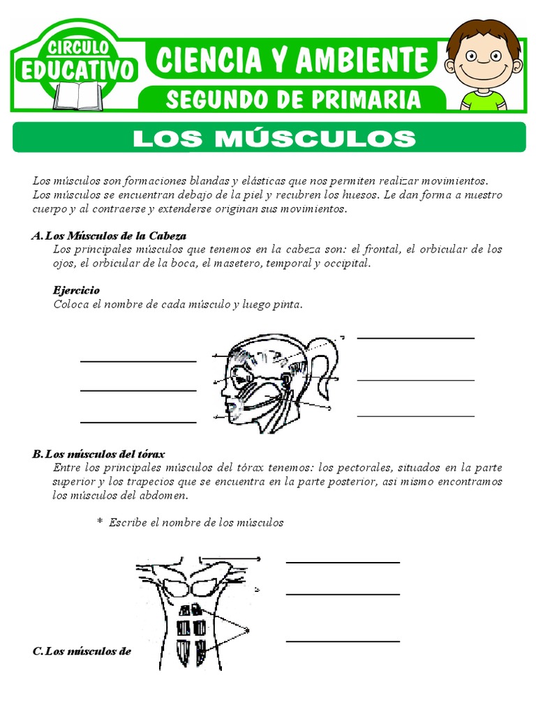 Los Musculos para Segundo de Primaria | PDF | Músculo esquelético ...