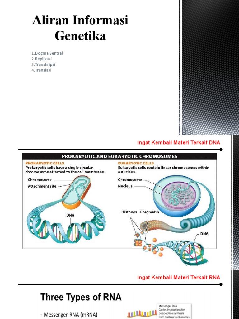 Proses Replikasi DNA: Eukariot vs Prokariot | PDF