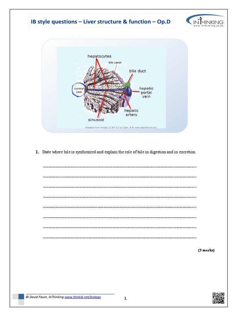 Liver Structure Funciton Qns | PDF | Abdomen | Organ (Anatomy)