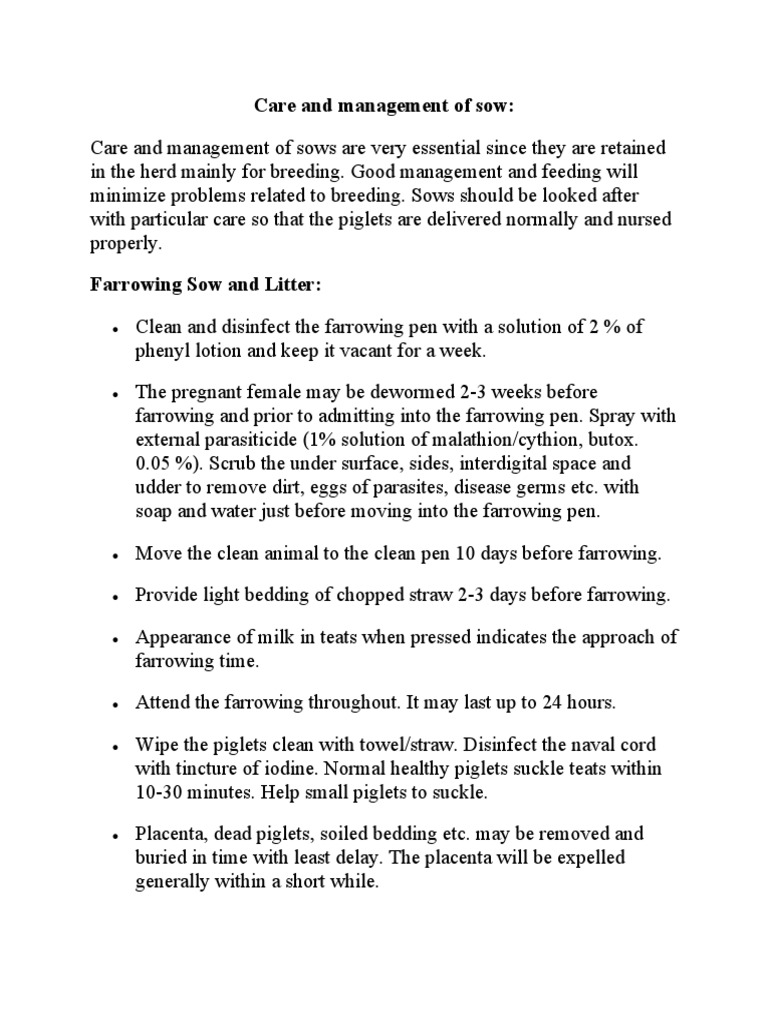 Care And Management Of Sow Pdf Pig Mammals