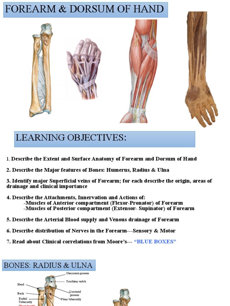 Lab 4 - Forearm | PDF | Thumb | Hand