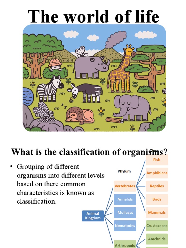 Classification of Organisms Overview | PDF | Invertebrate | Organisms