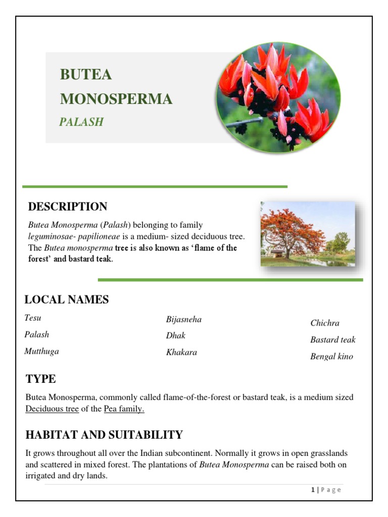 Butea Monosperma | PDF | Trees | Plants