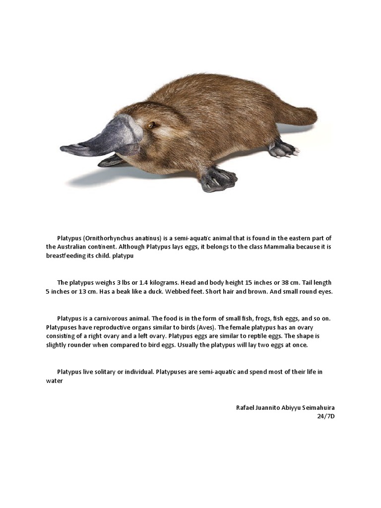 Platypus Descriptoin | PDF | Home & Garden | Science & Mathematics