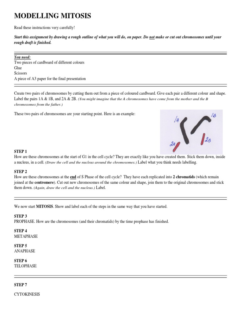 Modelling Mitosis Instructions | PDF | Home & Garden | Art