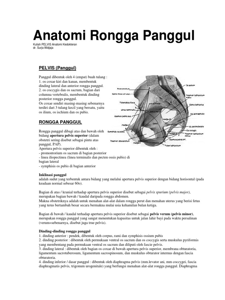 Anatomi Rongga Panggul | PDF
