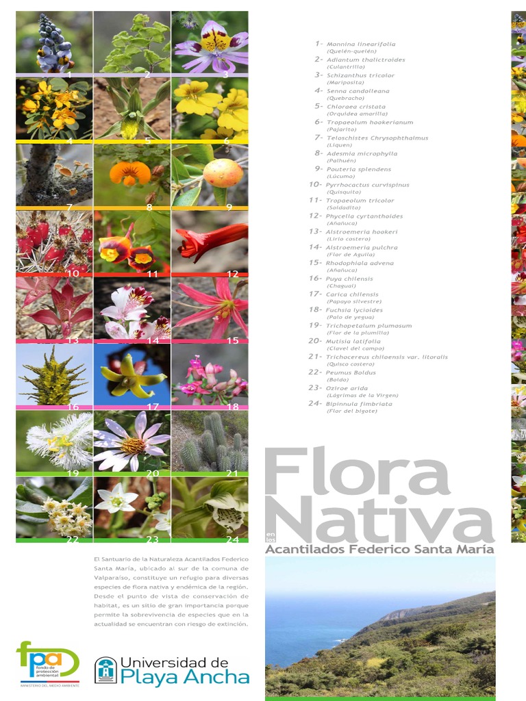 Afiche Flora Nativa Acantilados Federico Santa María | PDF