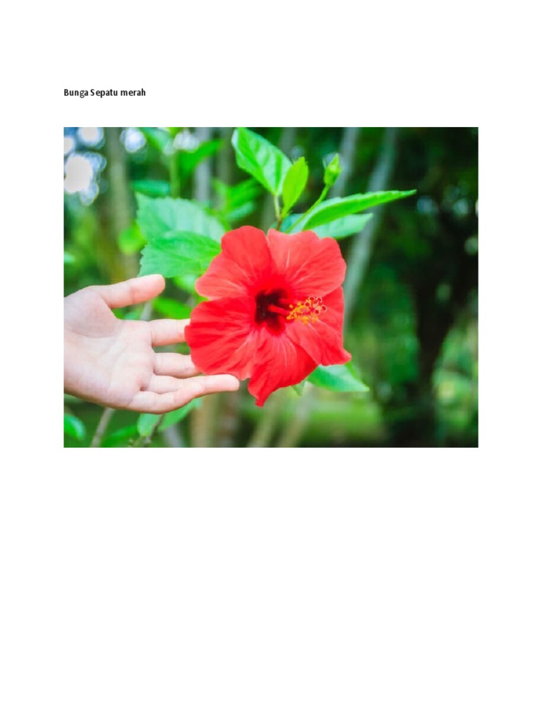 Bunga Sepatu Merah | PDF