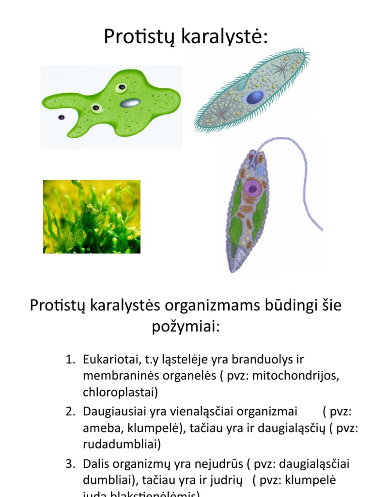 Protistai, Grybai, Augalai, Gyvūnai | PDF