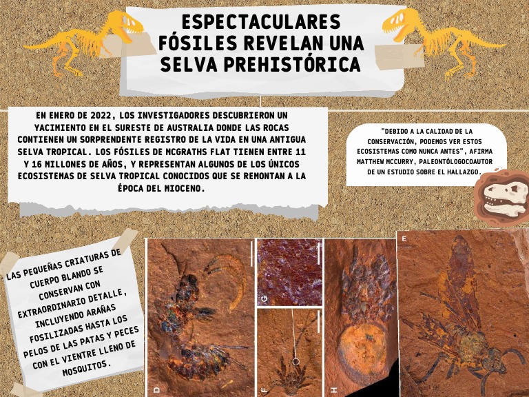 Fósiles Revelan Selva Miocena en Australia | PDF