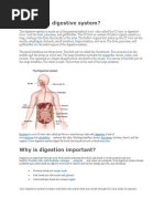 Digestive System Flow Chart | PDF | Digestion | Human Digestive System