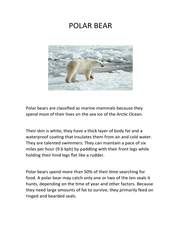 Polar Bear | PDF