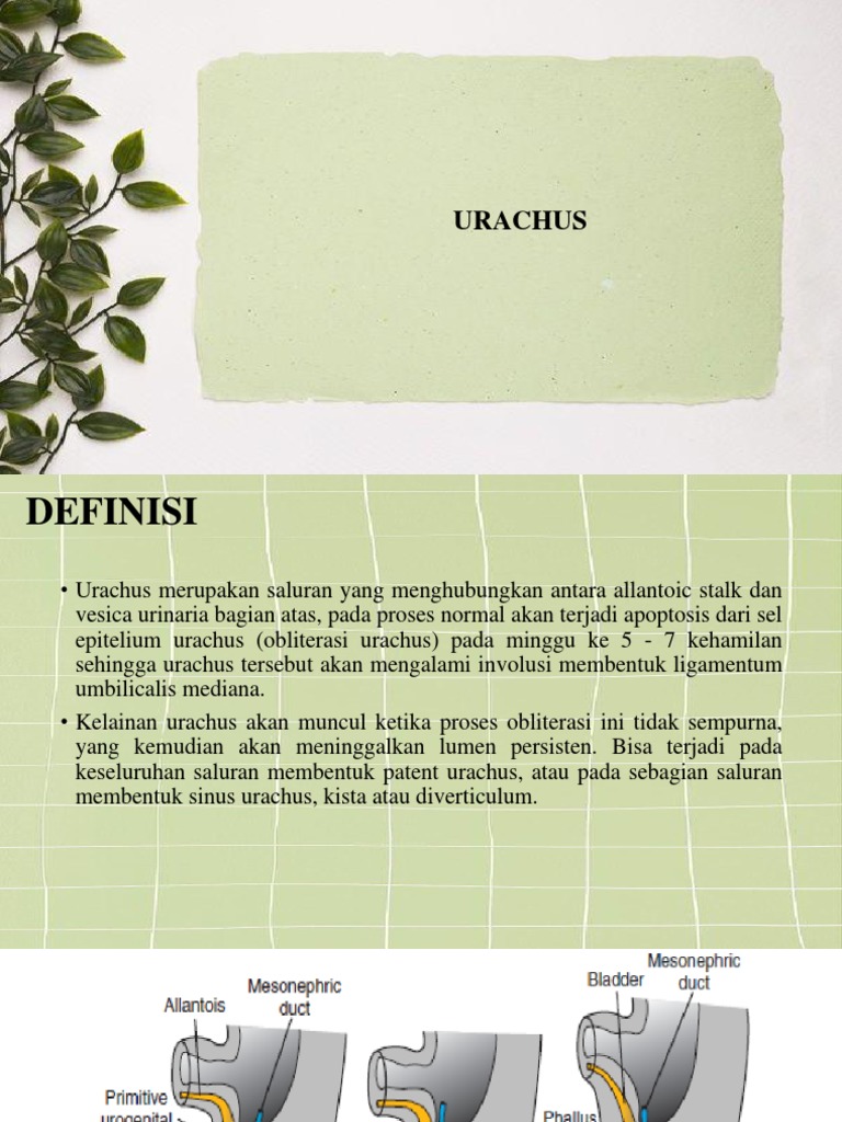 Som Urachus | PDF | Ilmu Sosial