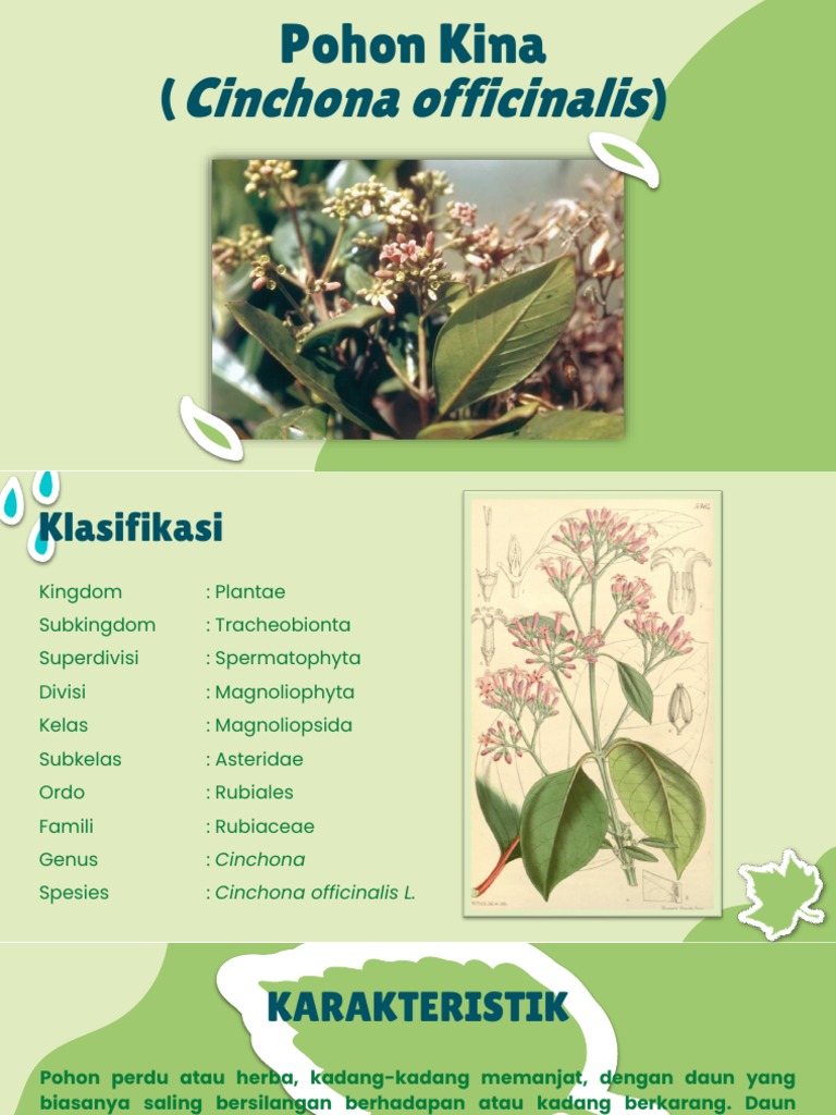 Pohon Kina | PDF