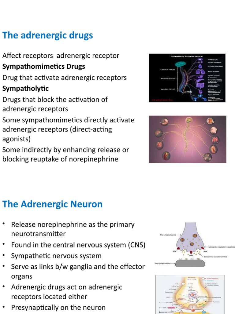 The Adrenergic Drugs | PDF | Norepinephrine | Chemical Synapse