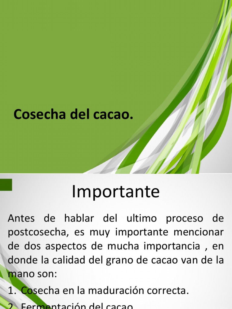 Cosecha y Postcosecha en Cacao | PDF | café | Fermentación