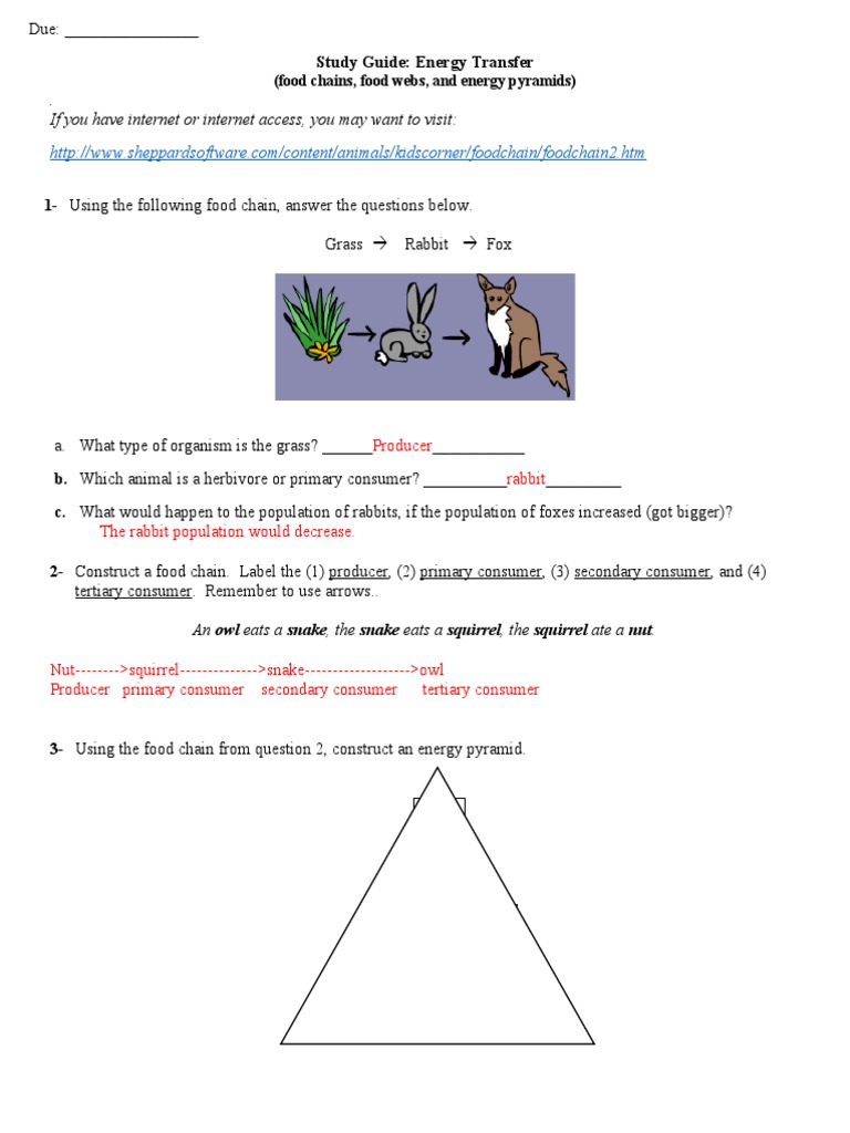 Study Guide Unit 7 Answer Key | PDF | Food Web | Herbivore