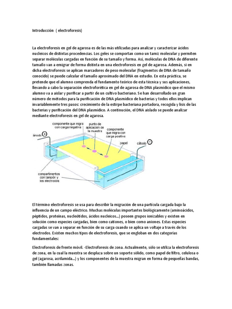 Introducción Informe | PDF | Electroforesis | Química