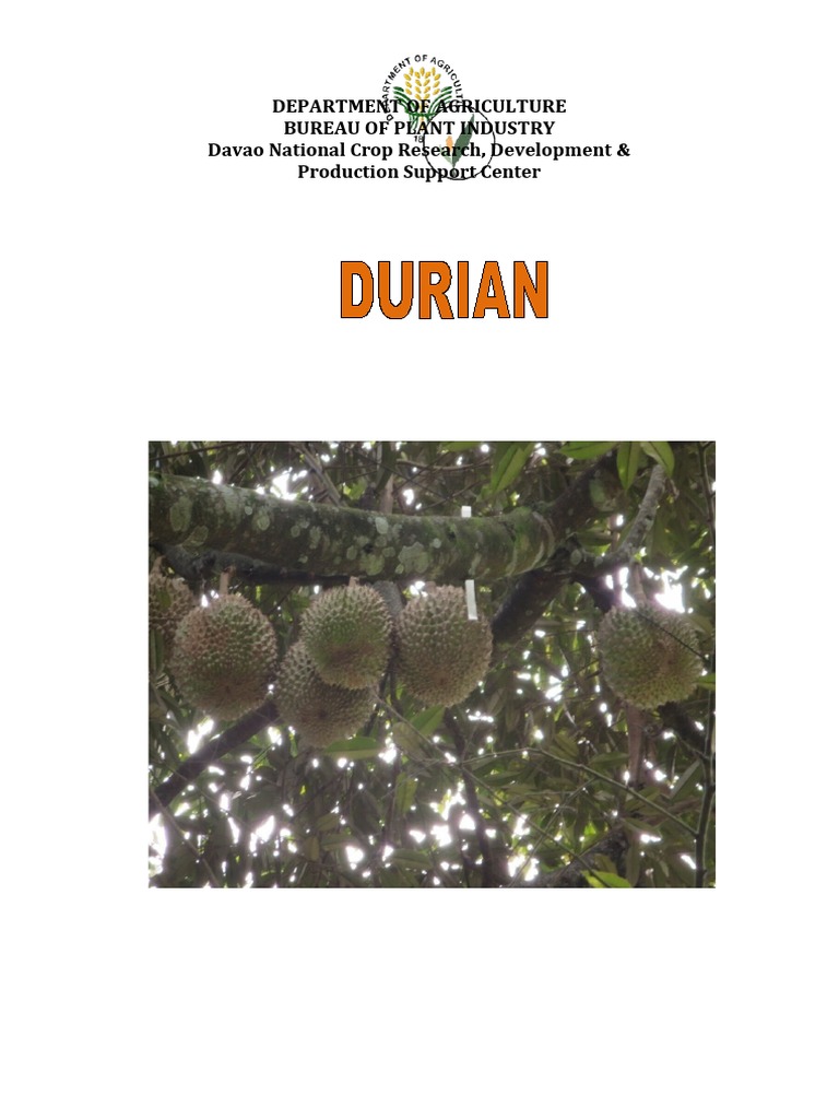 Durian Production and Cultivation Guide | PDF | Mulch | Mindanao