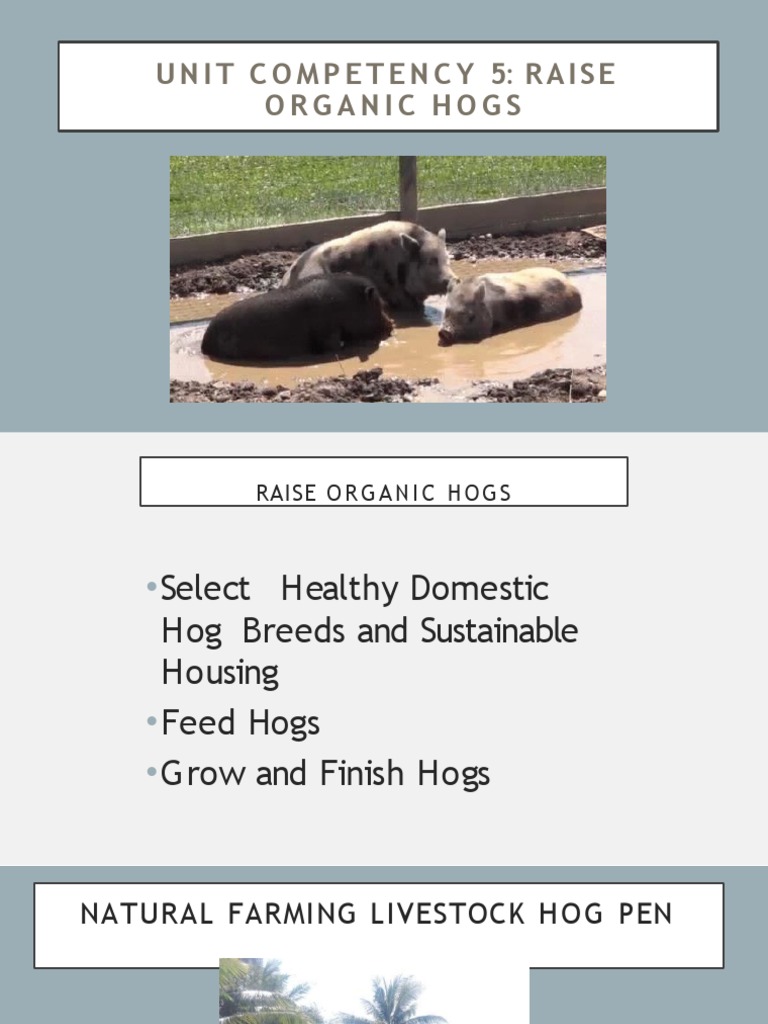 UNIT 5 - Raise Organic Hogs | PDF | Pig