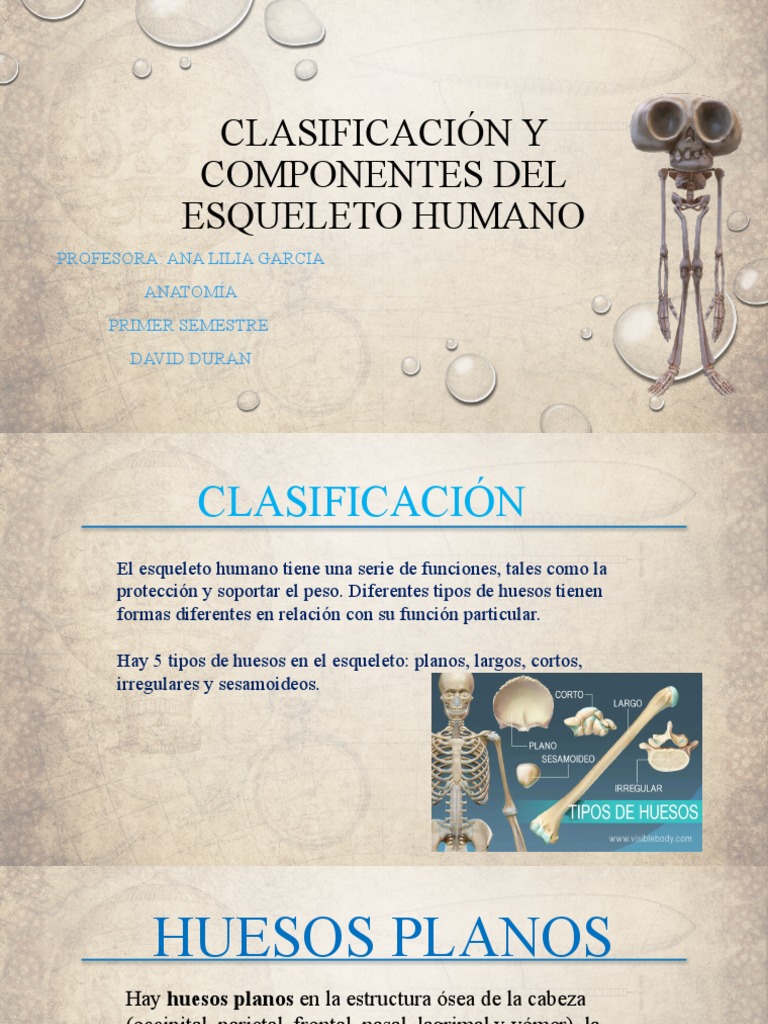 Clasificacion De Los Huesos Descargar Gratis Pdf Esqueleto Hueso