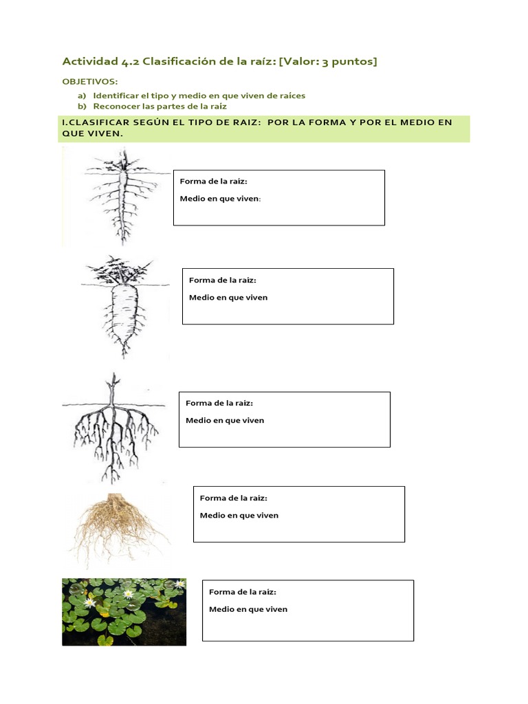 Clasificación de Raíces: Tipos y Usos | PDF