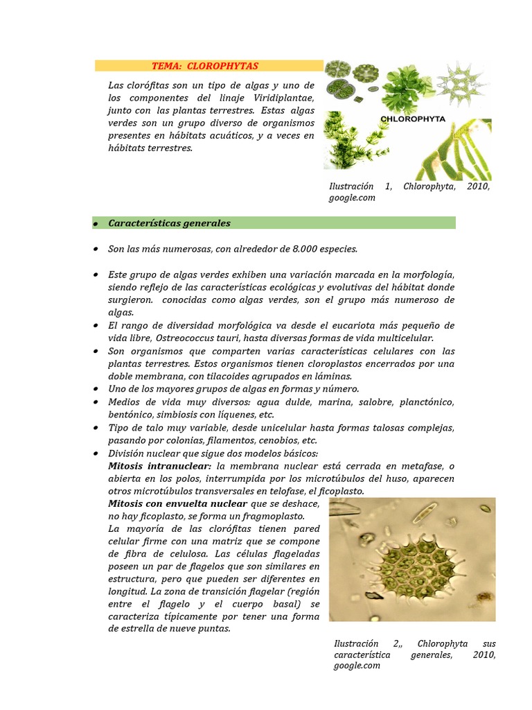 Clorófitas: Algas verdes más diversas | PDF | Plantas | Interacciones ...