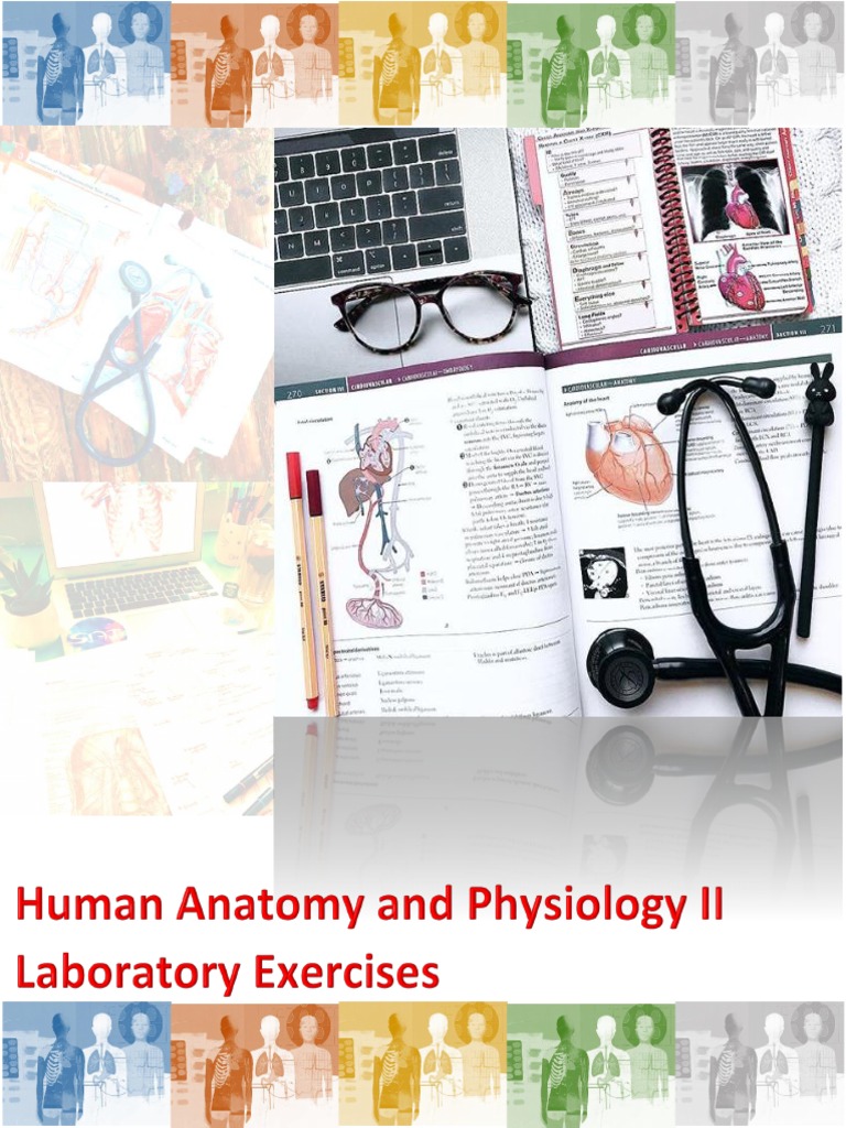 NUMC 101B Endocrine System Laboratory Exercise | PDF | Hormone ...