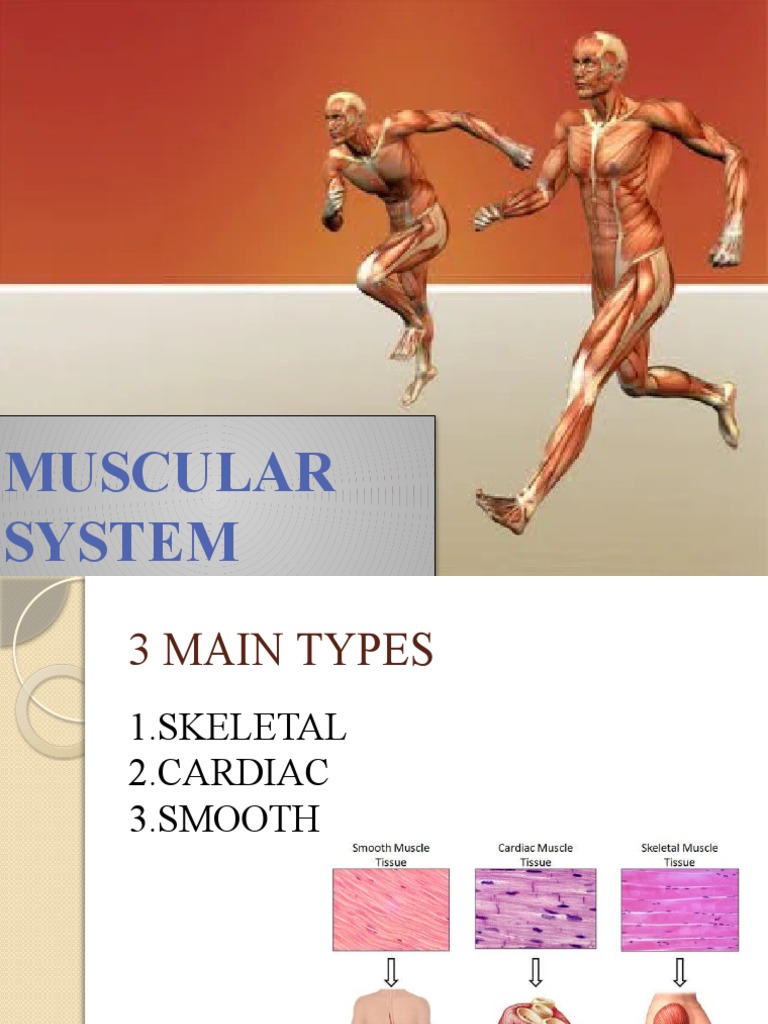 Muscular System | PDF