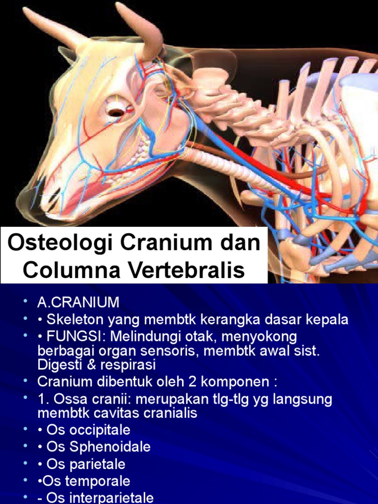 Osteologi Cranium Dan Columna Vertebralis | PDF