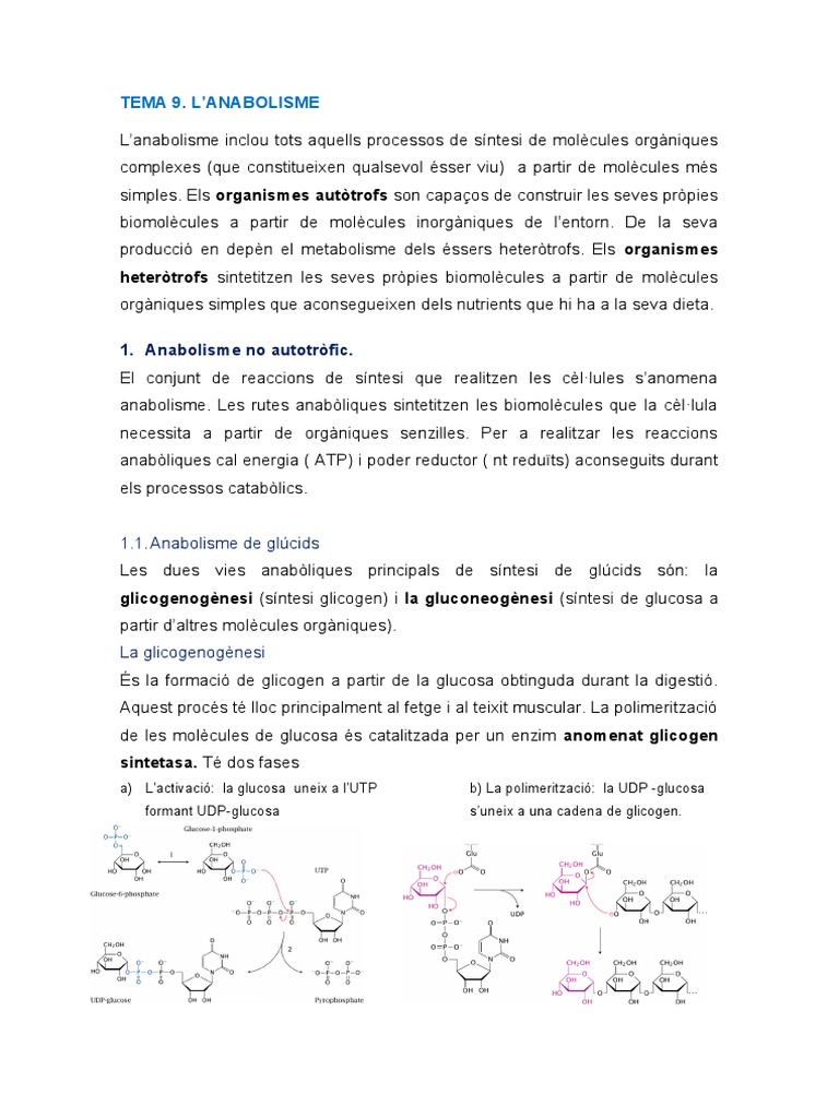TEMA 9 Apunts | PDF