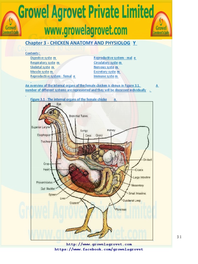 Chicken Digestive System Overview | PDF | Heart | Lung