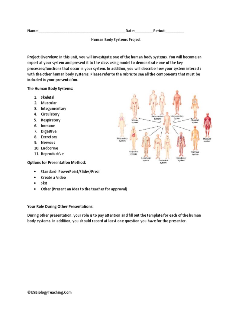 Human Body Systems Project Overview | PDF | Human Body | Organ (Anatomy)