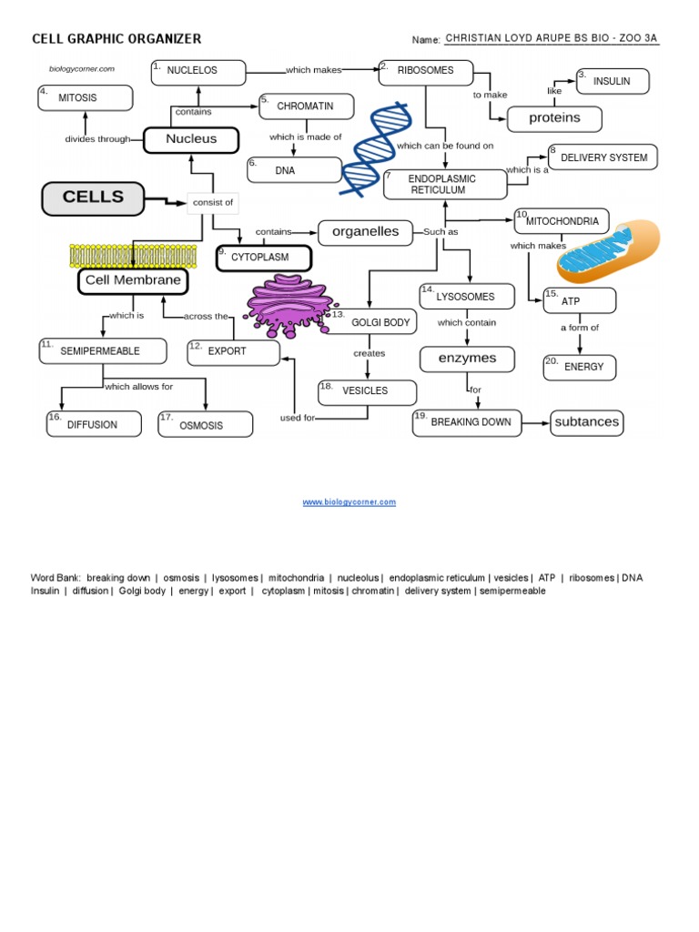 Cell Graphic Organizer - Arupe | PDF