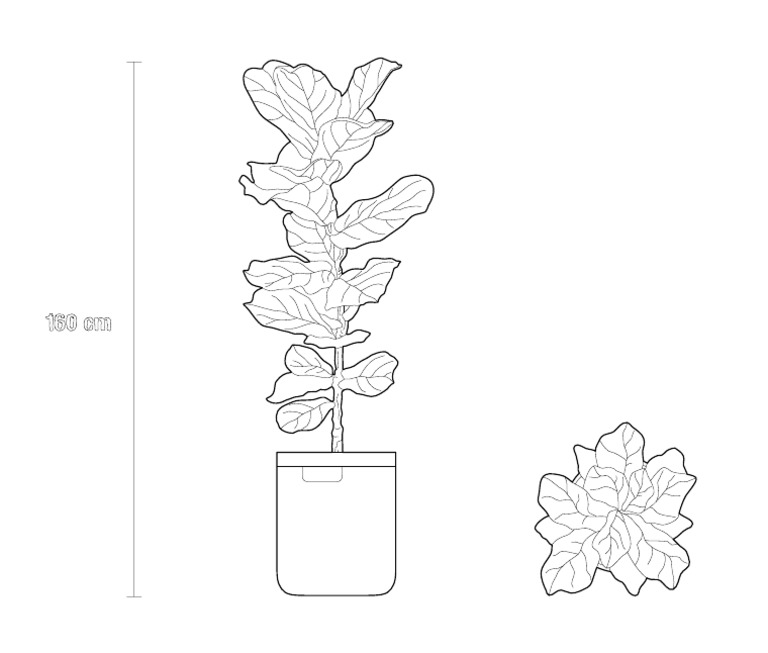 Fiddle Leaf Fig Cad Blocks Plants Pimpmydrawing 718 | PDF