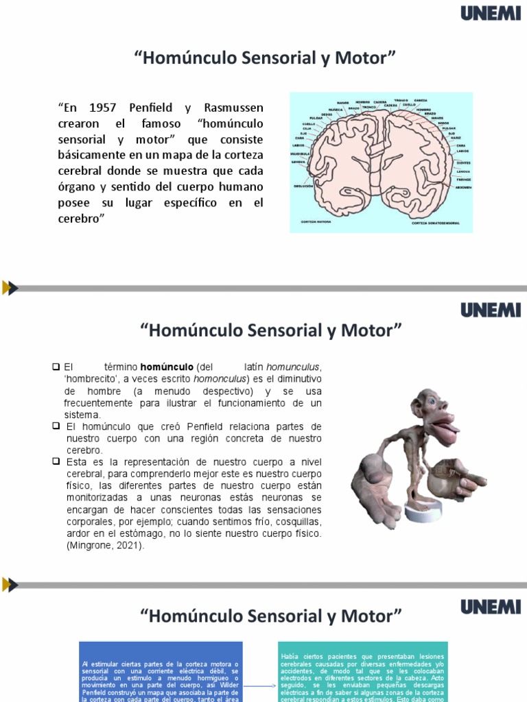 Homúnculo Sensorial y Motor de Penfield | PDF | Cerebro | Corteza cerebral