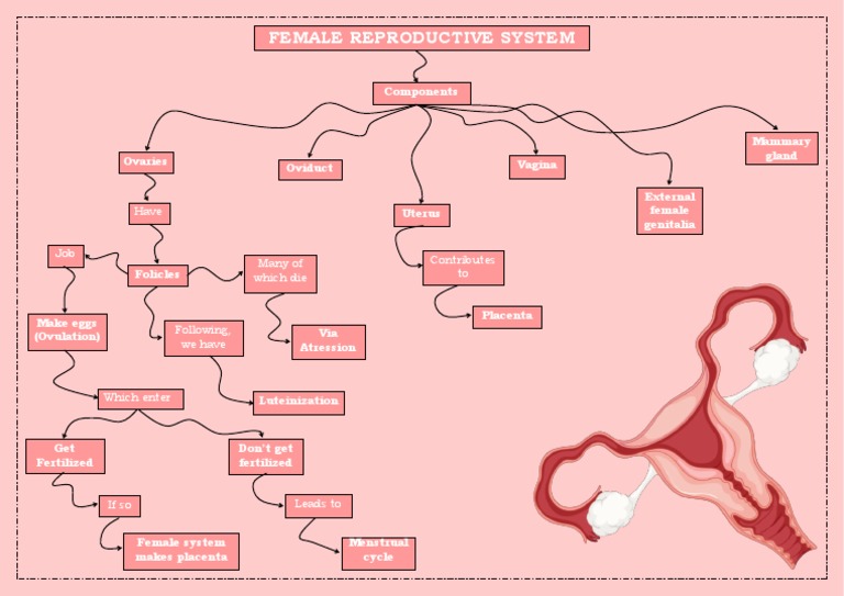 The Key Components and Functions of the Female Reproductive System: A ...