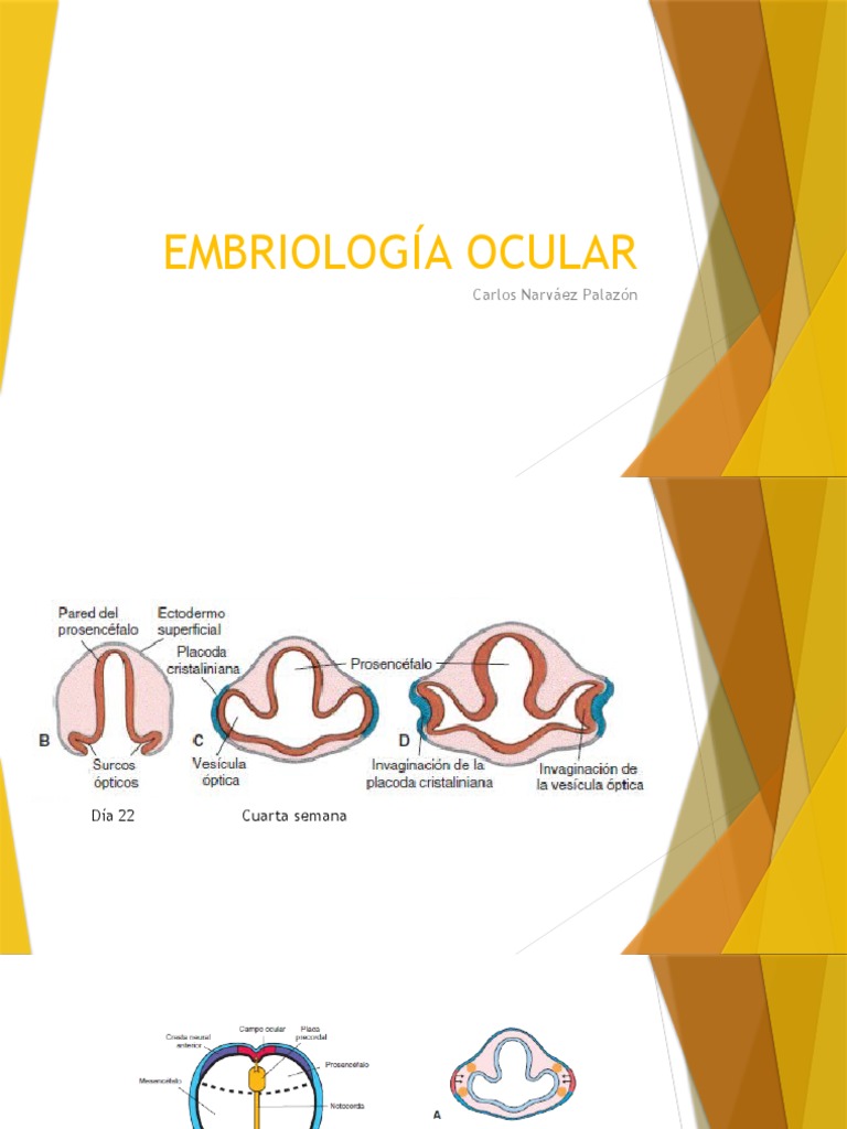 Embriología Ocular | PDF | Retina | Epitelio