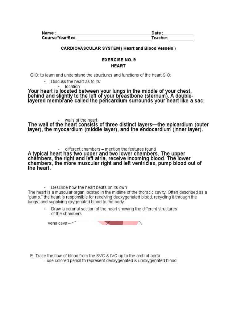 Week 10 Lab Exercise - Cvs & Bood Vessels Ans | Download Free PDF | Heart | Blood Pressure