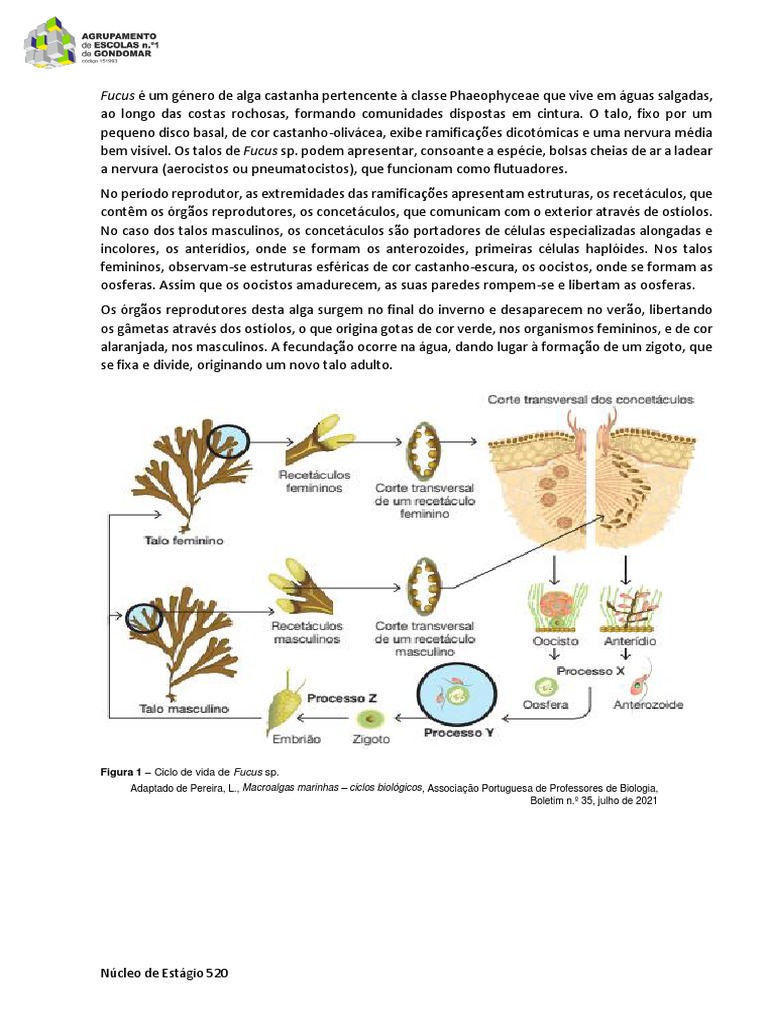 Reprodução e ciclo de vida da alga marinha Fucus | PDF | Meiose ...