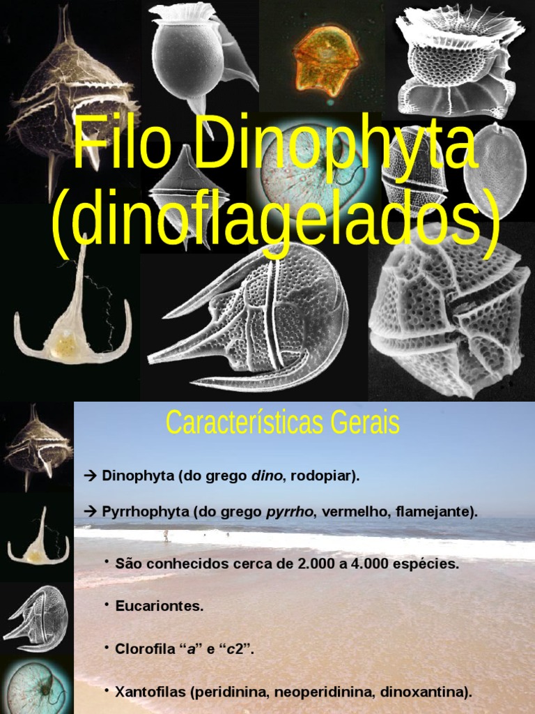 Dinophyta | PDF | Organismos | Natureza